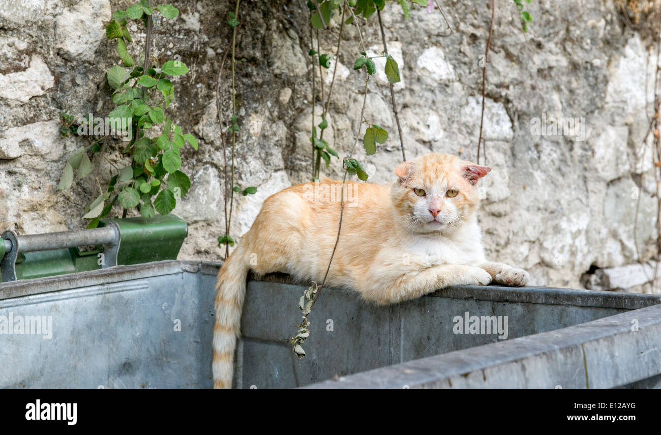 Alley cat hi-res stock photography and images - Alamy