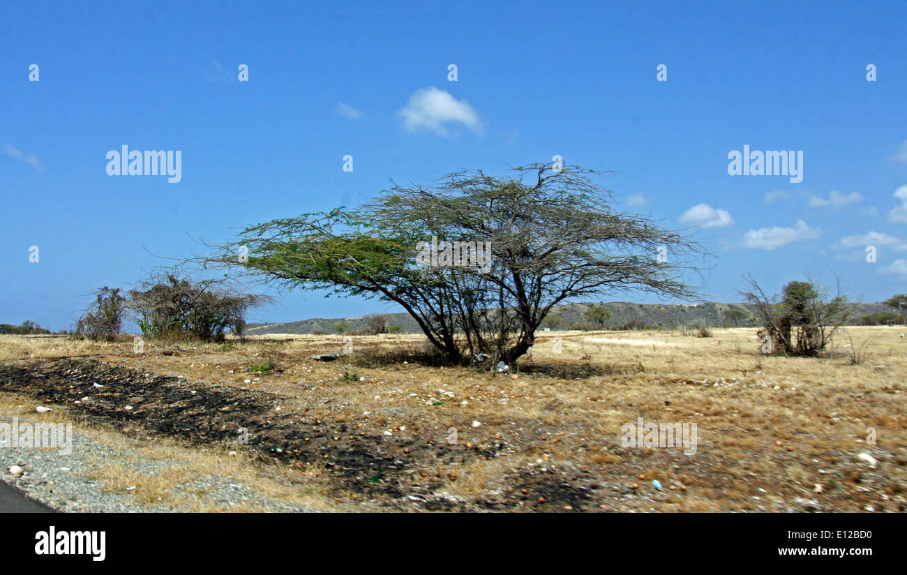 Caribbean tree hi-res stock photography and images - Alamy