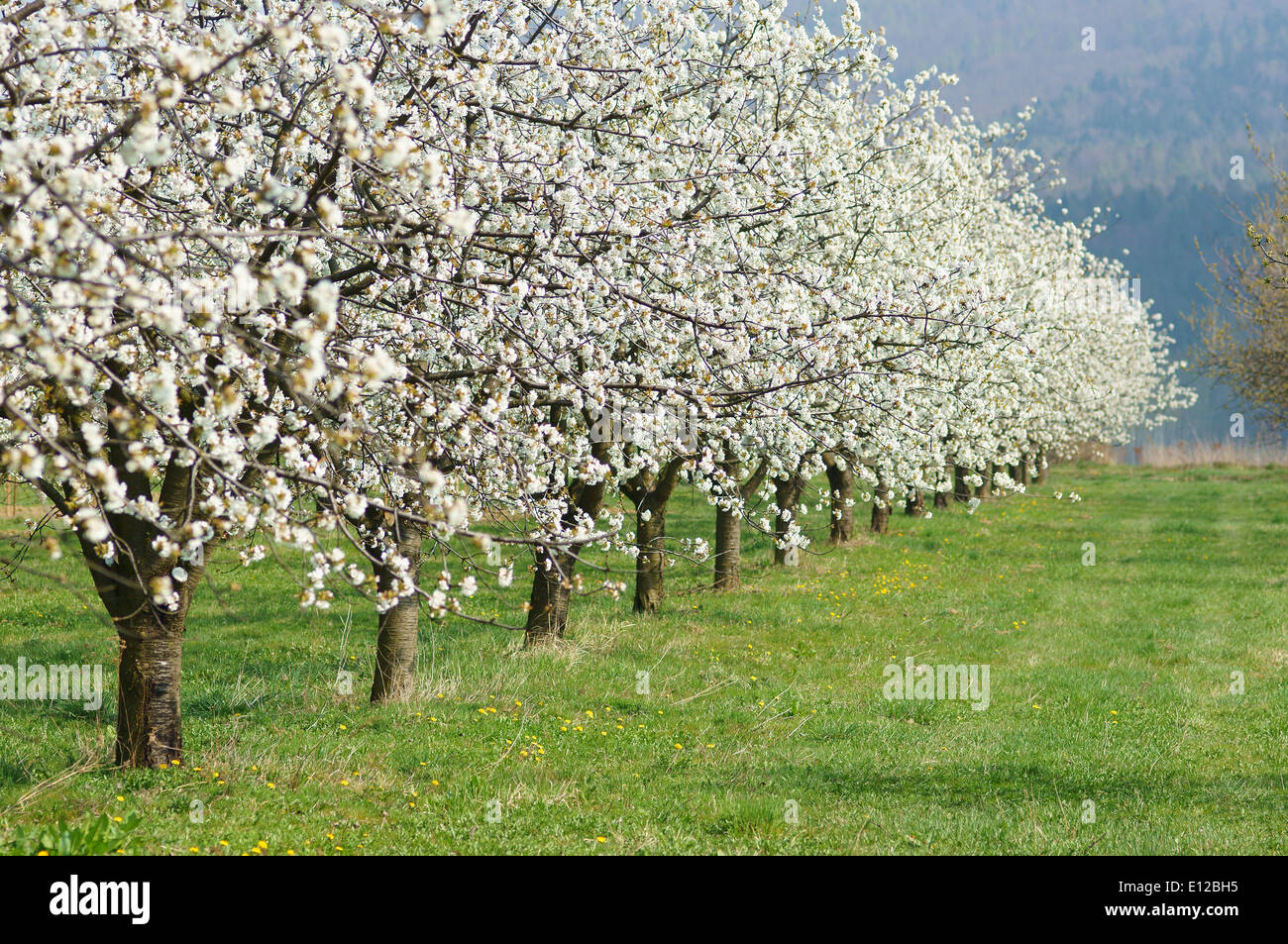 Row of blooming cherry trees in the orchard Stock Photo - Alamy