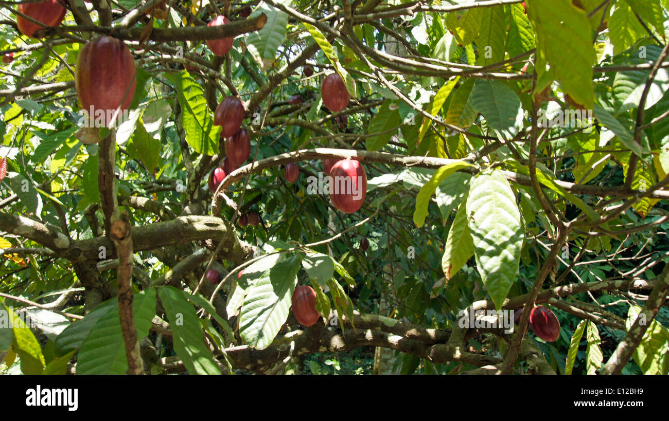 Very green palnts hi-res stock photography and images - Alamy