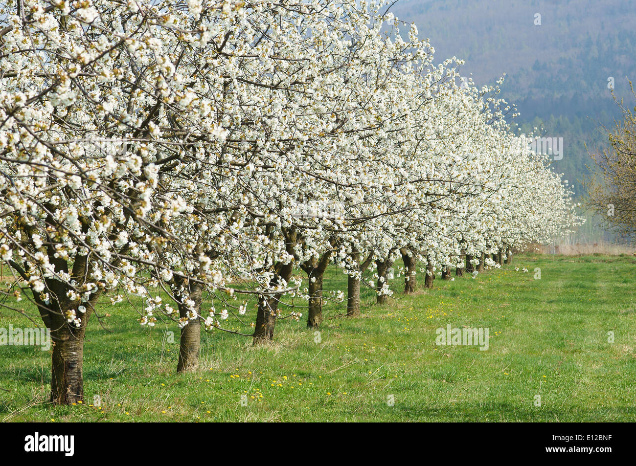 Row of blooming cherry trees in the orchard Stock Photo - Alamy