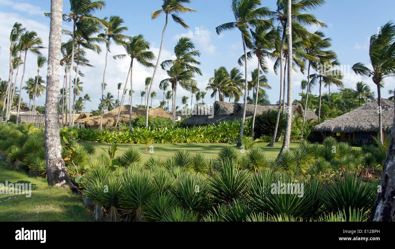 caribbean palm tree Stock Photo - Alamy