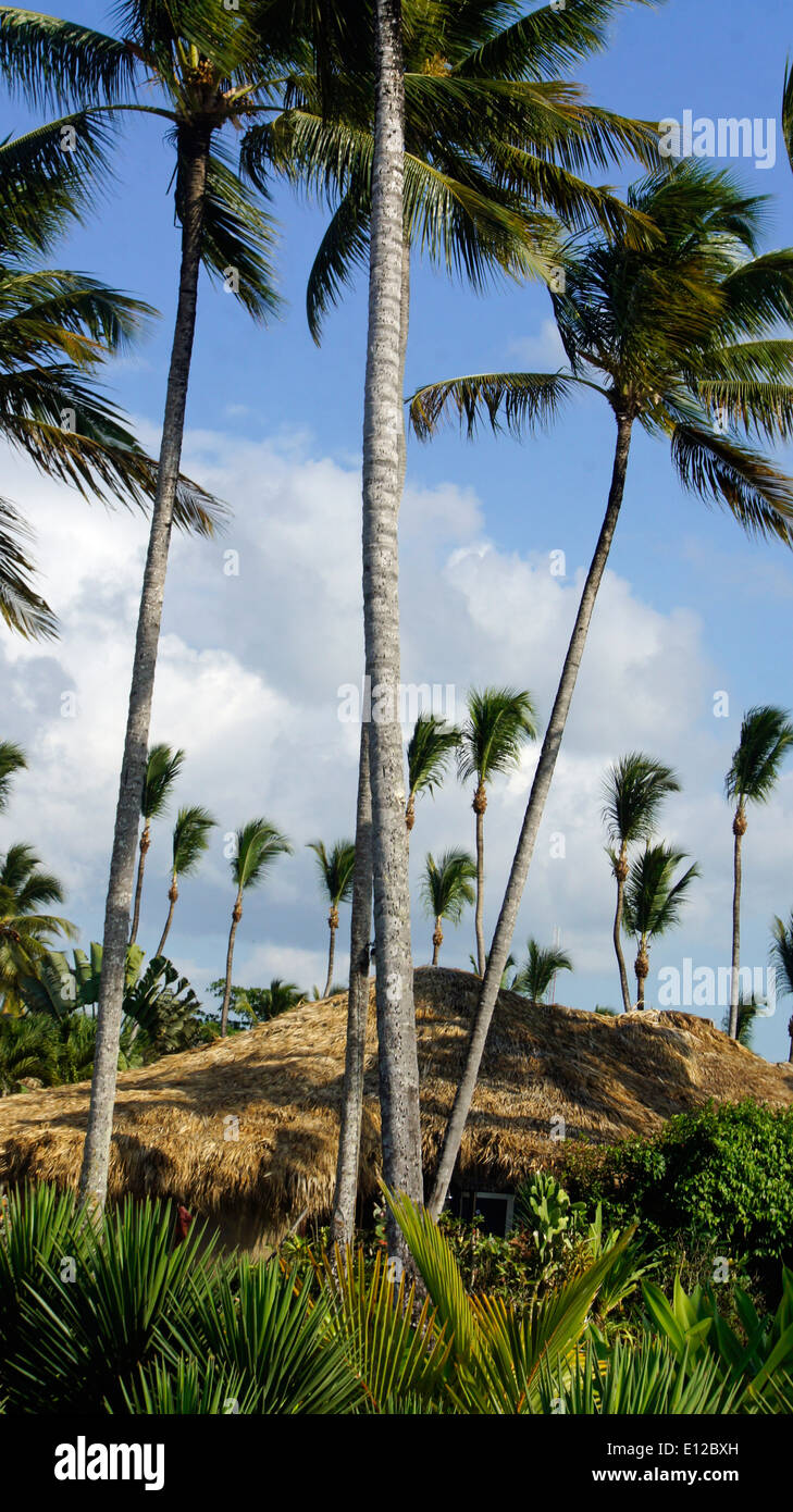 caribbean palm tree Stock Photo - Alamy