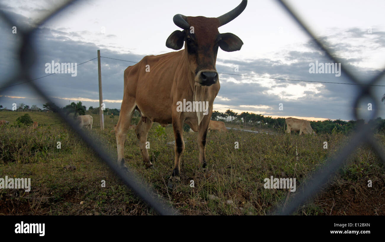 Strange cattle hi-res stock photography and images - Alamy