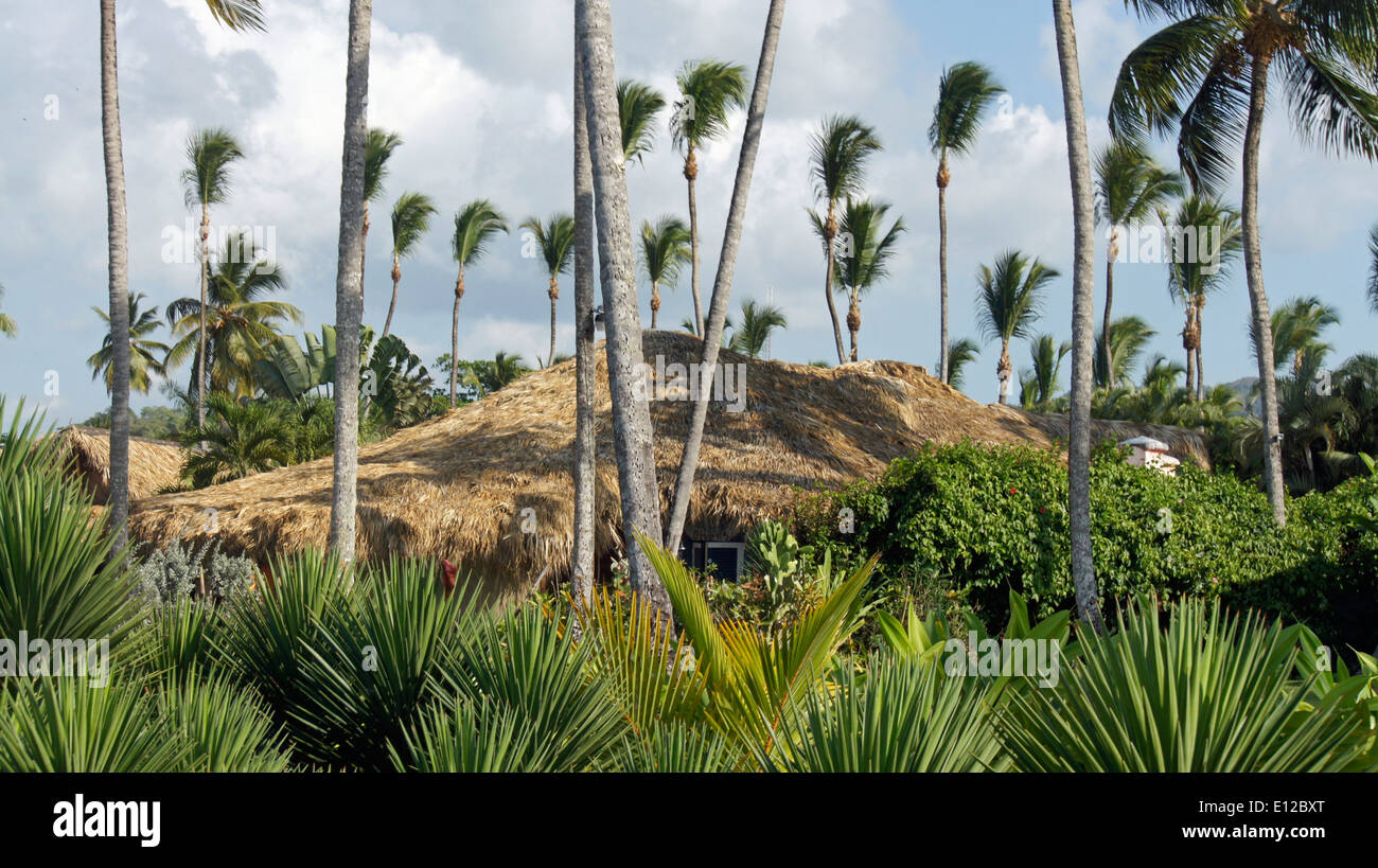 caribbean palm tree Stock Photo - Alamy