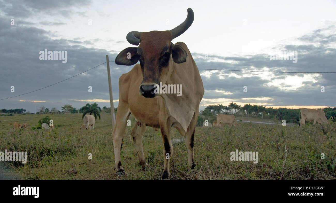 Strange cattle hi-res stock photography and images - Alamy