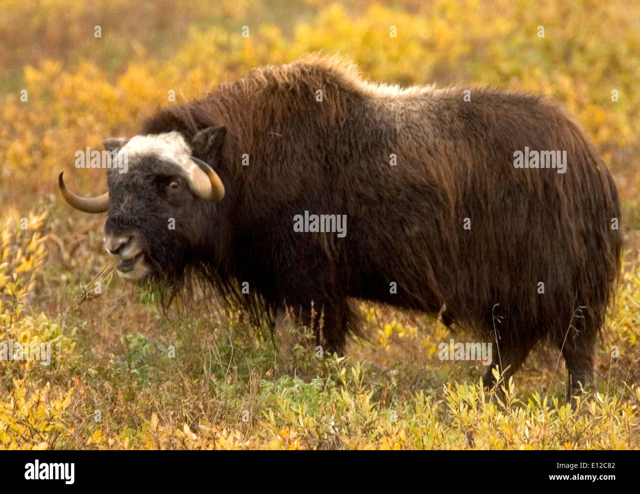 The Arctic National Wildlife Refuge (ANWR) is one of the largest and ...
