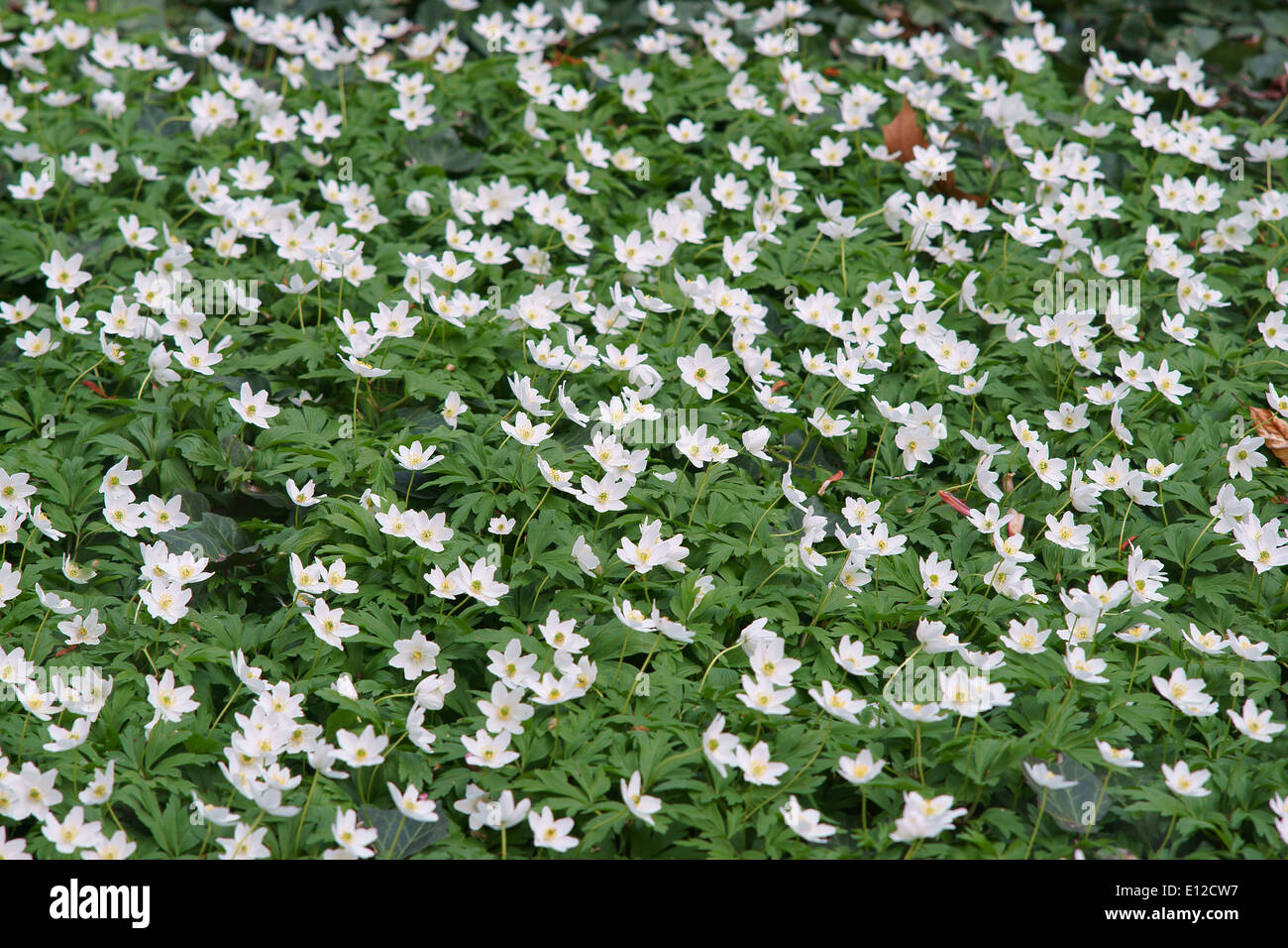 White spring flowers hi-res stock photography and images - Alamy
