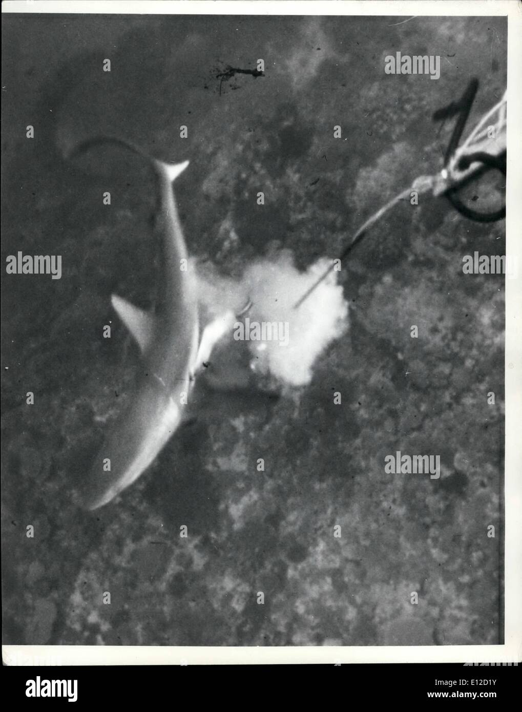 Dec. 19, 2011 - Ben Cropp's spear explodes against a 7 ft whaler shark ...