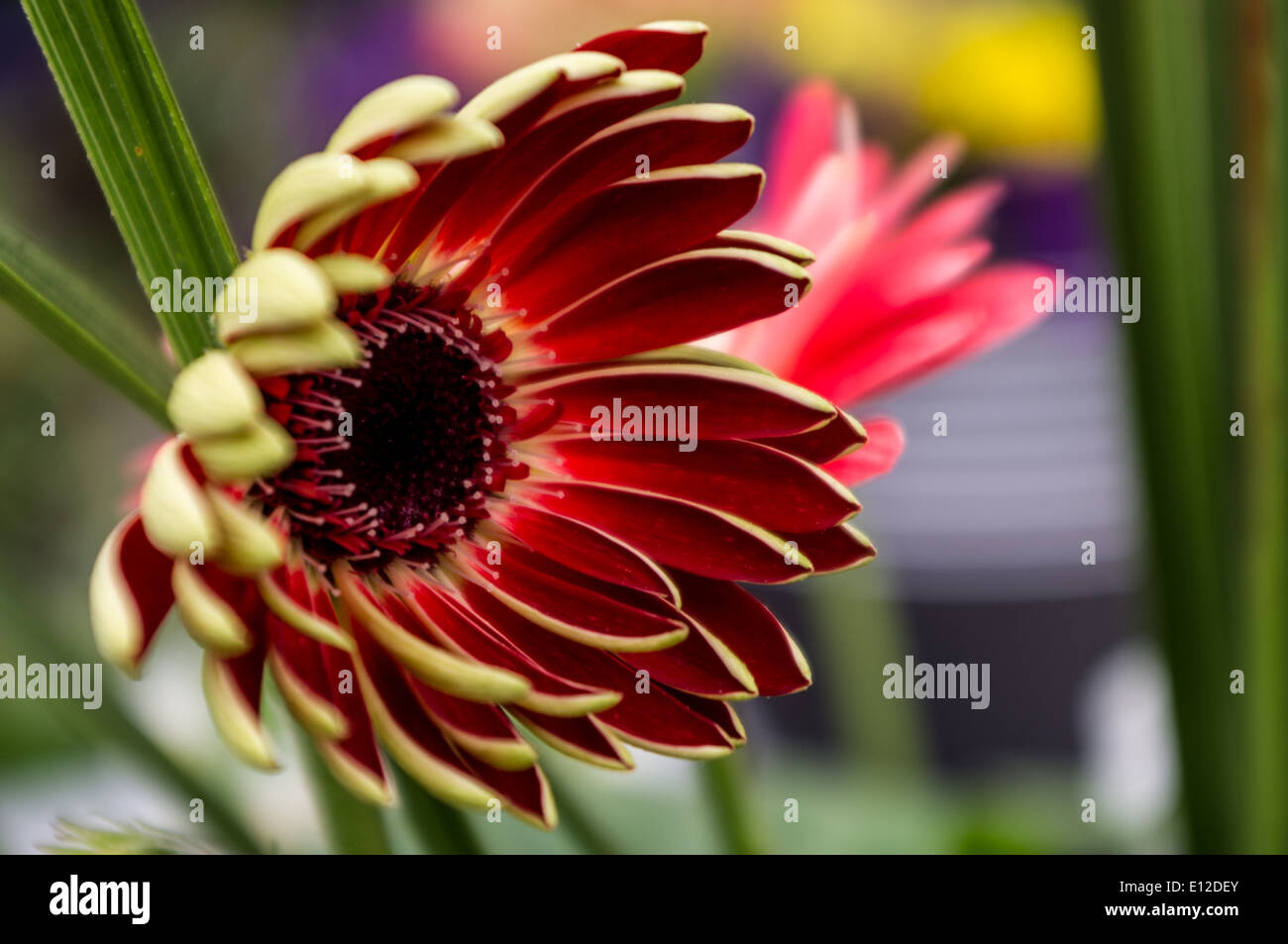 Red and green nature hi-res stock photography and images - Alamy