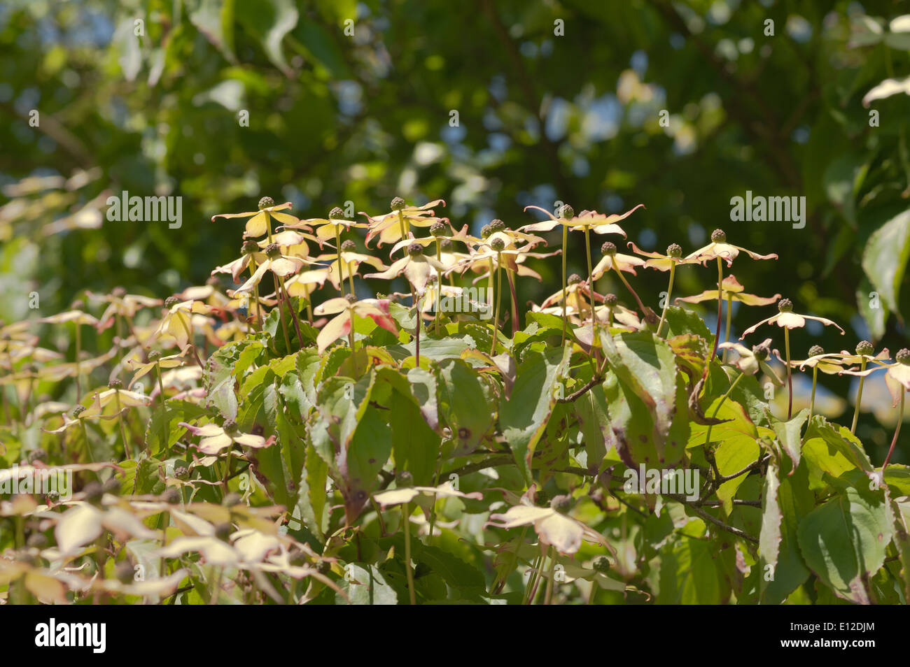 extremely unusual clematis like flowers of Kousa dogwood tree showing ...