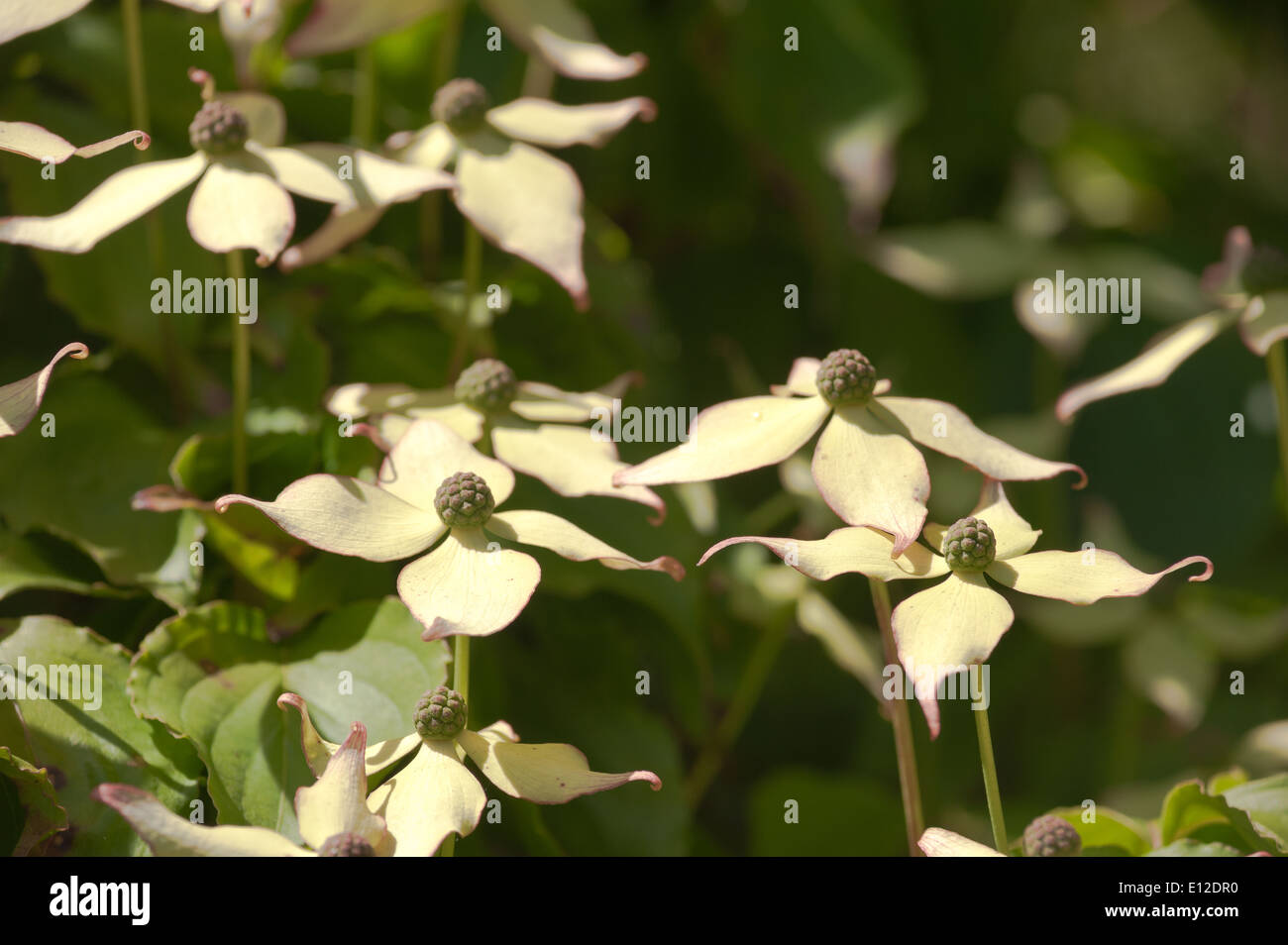 extremely unusual clematis like flowers of Kousa dogwood tree showing ...