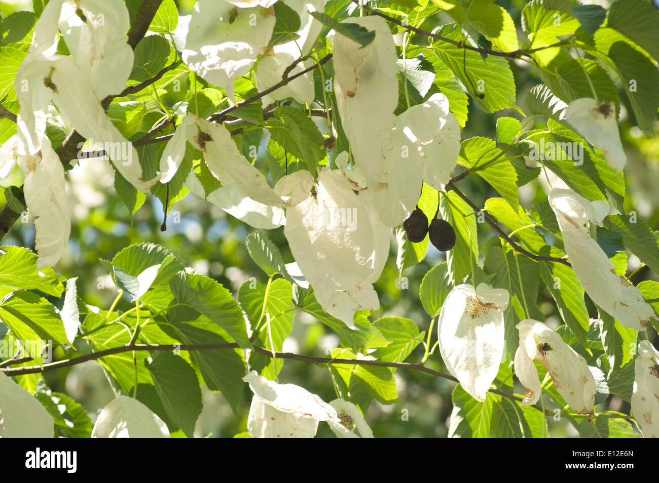 Fruit of dove or handkerchief tree with hanging fruit yet to fully ...