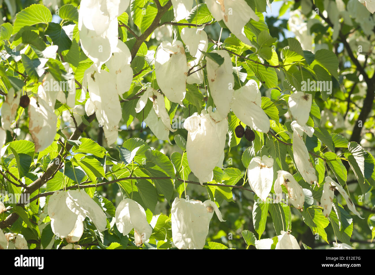Fruit of dove or handkerchief tree with hanging fruit yet to fully ...