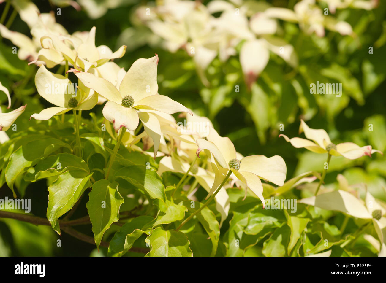 extremely unusual clematis like flowers of Kousa dogwood tree showing ...