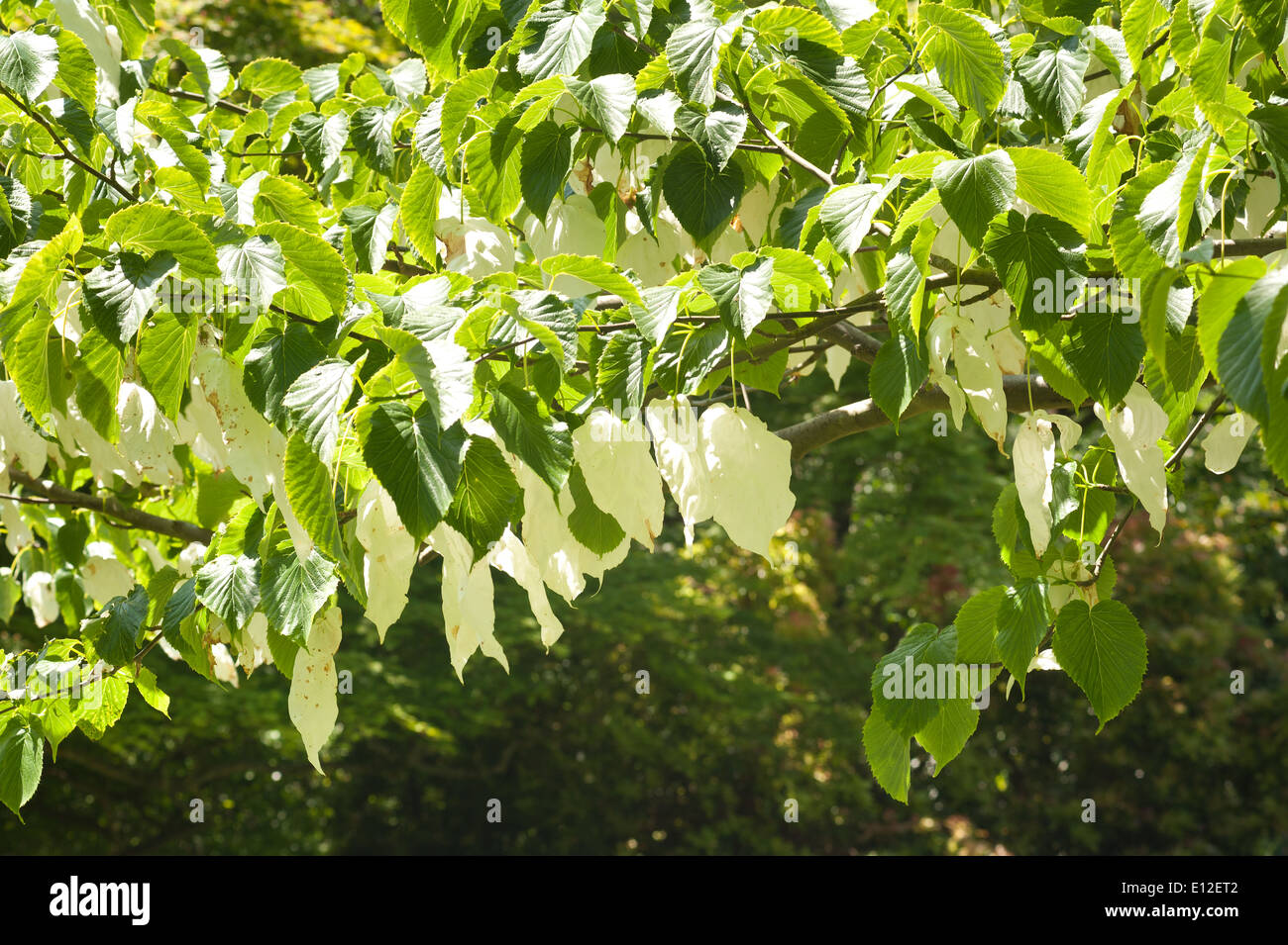 Fruit of dove or handkerchief tree with hanging fruit yet to fully ...