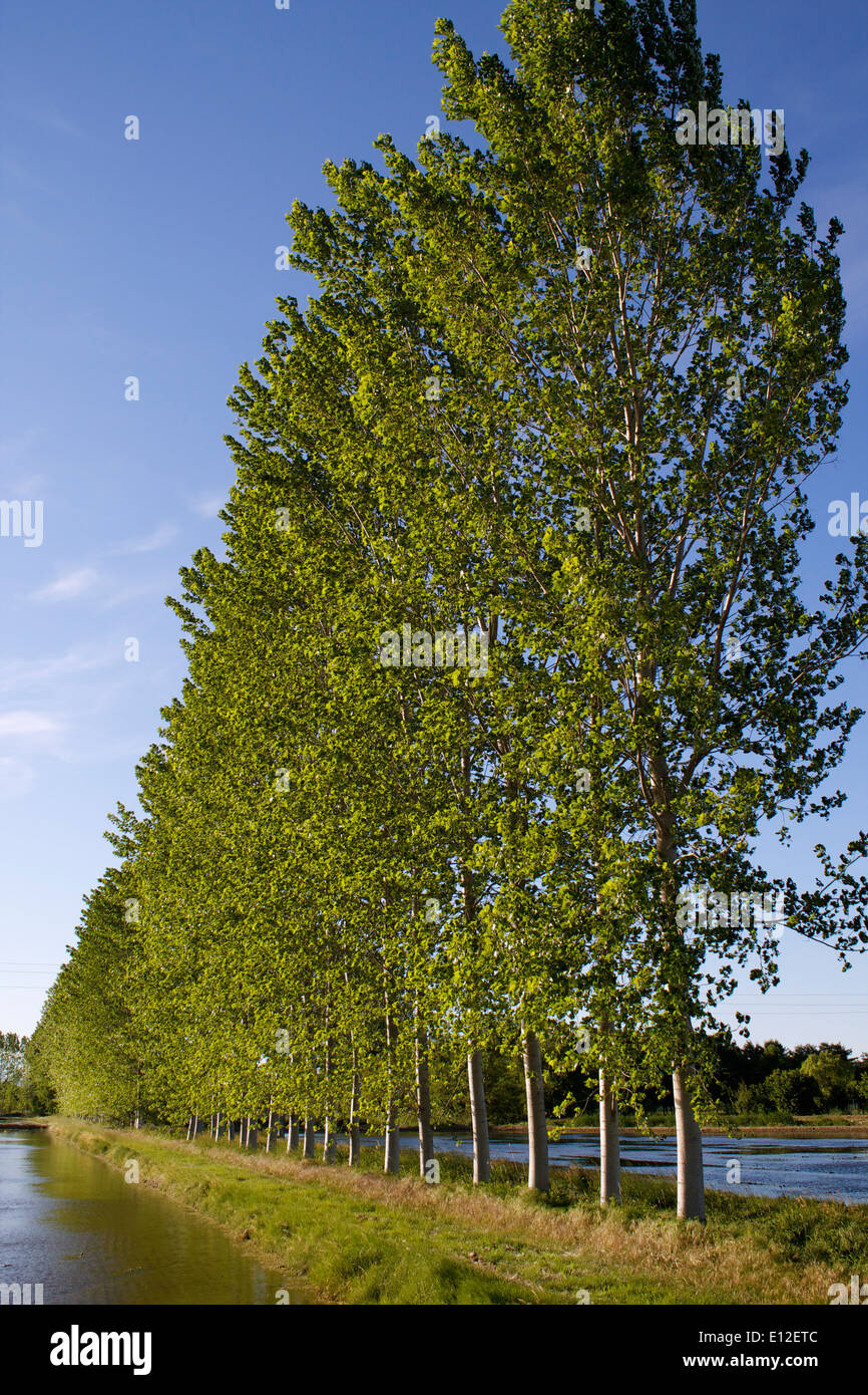 The paddy line hi-res stock photography and images - Alamy