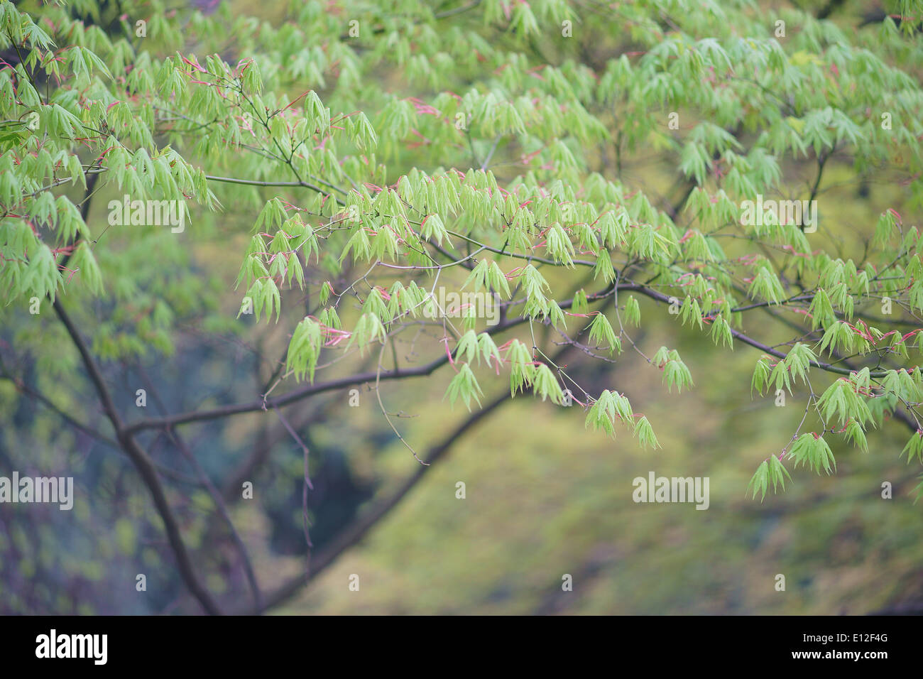 Budding Japanese Maple High Resolution Stock Photography and Images - Alamy
