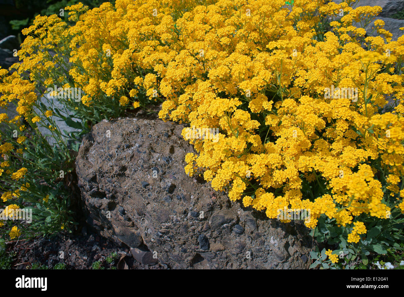 Aurinia hi-res stock photography and images - Alamy