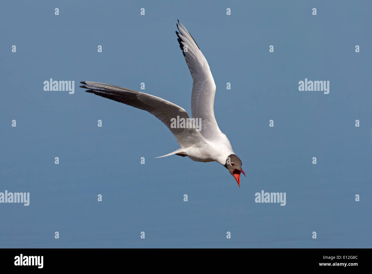 Scolding hi-res stock photography and images - Alamy