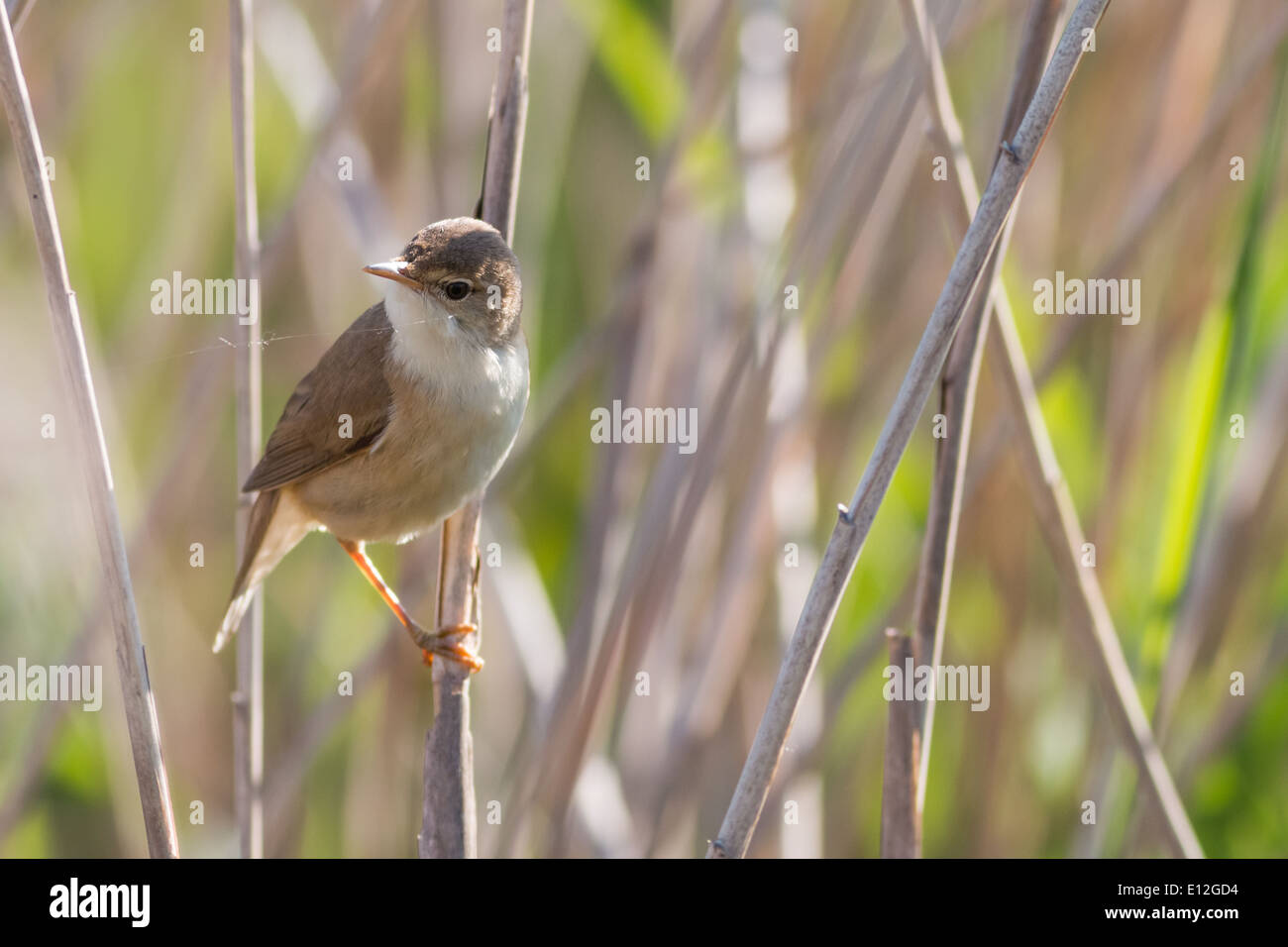 The common reed warbler (Acrocephalus scirpaceus Stock Photo - Alamy
