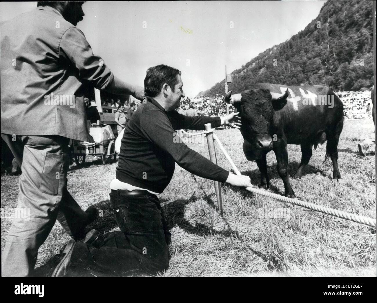 Jan. 10, 2012 - Fighting for the crown. Cow-fights for the Ã¢â‚¬ËœCrown ...