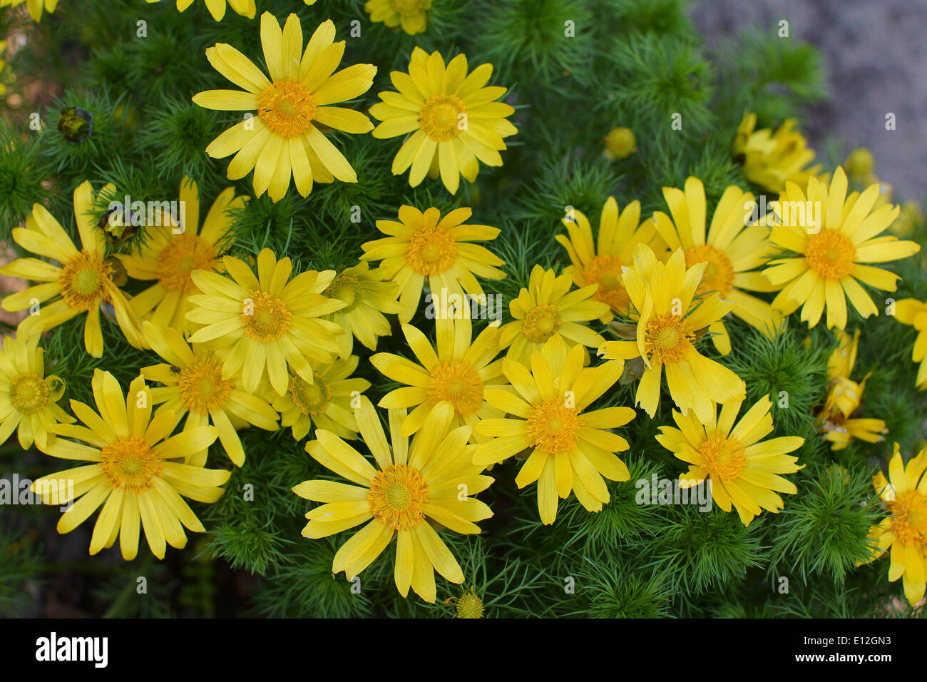 Yellow adonis flowers hi-res stock photography and images - Alamy