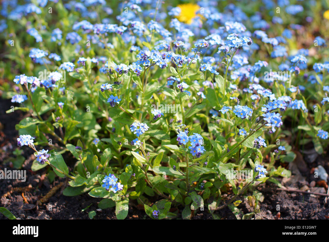 Forget-me-not blue spring flowers Myosotis sylvatica Stock Photo - Alamy