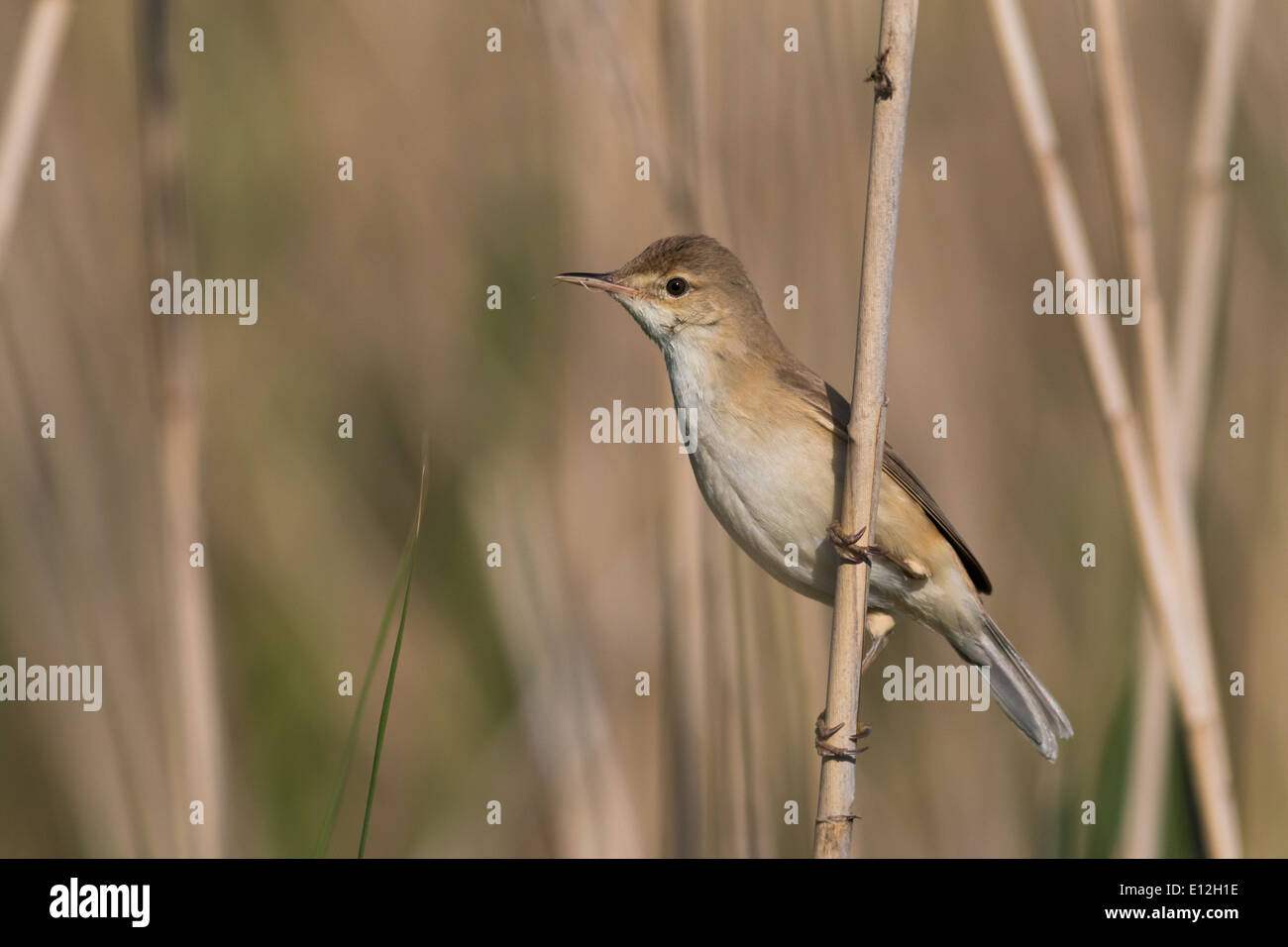 The common reed warbler (Acrocephalus scirpaceus Stock Photo - Alamy