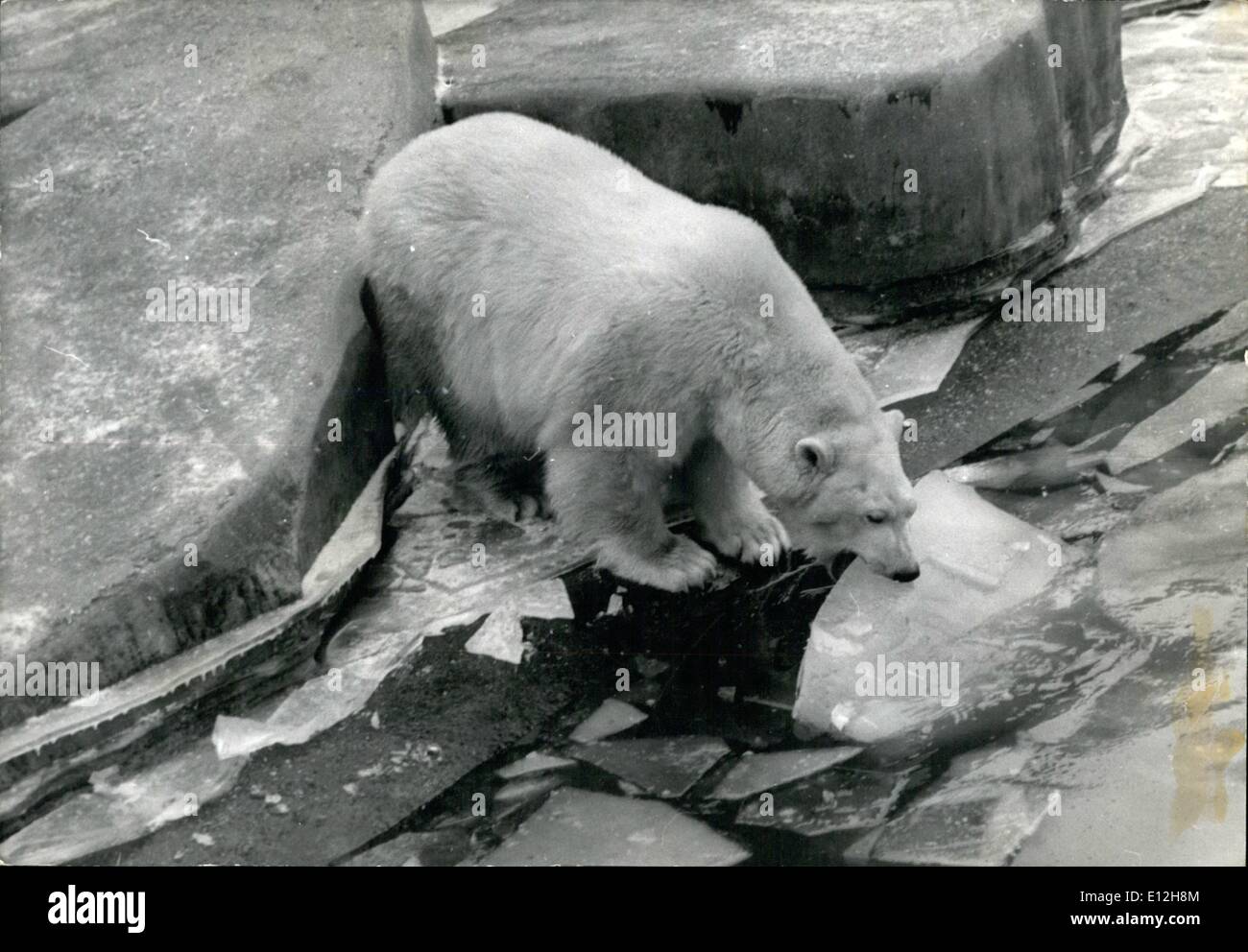Shivering Polar Bear