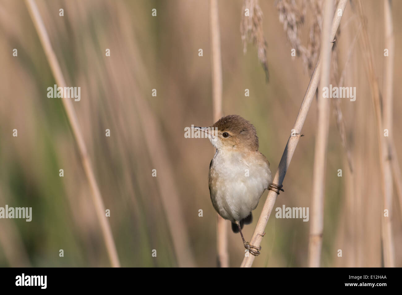 Reed warbler acrocephalus scirpaceus marsh hi-res stock photography and ...