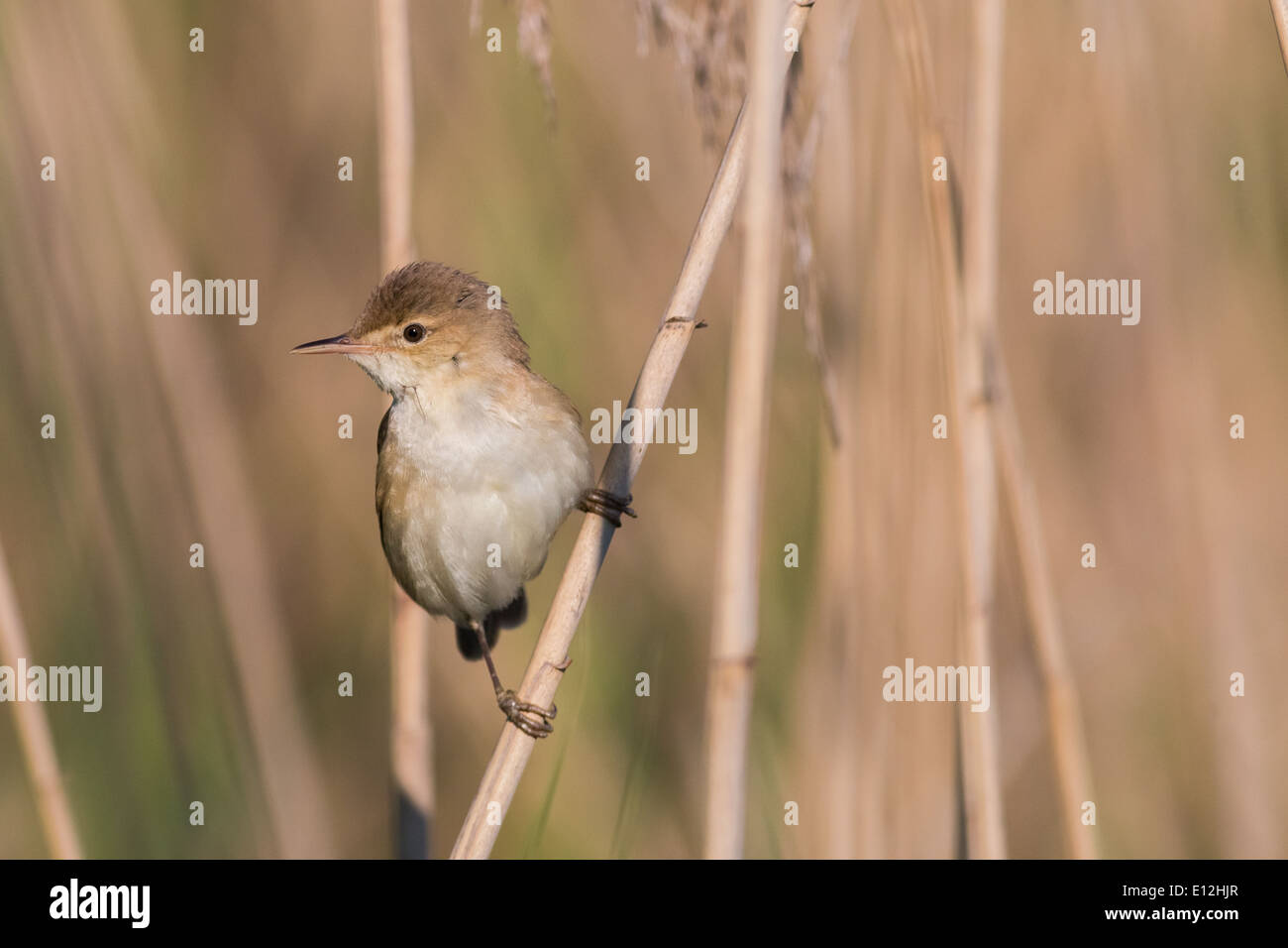 The common reed warbler (Acrocephalus scirpaceus Stock Photo - Alamy