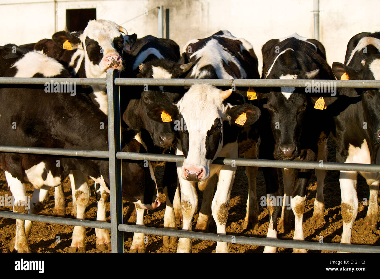 Milking stall hi-res stock photography and images - Alamy