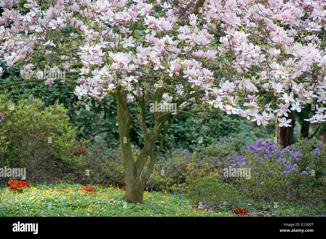 Pink Magnolia soulangeana in full bloom Stock Photo - Alamy