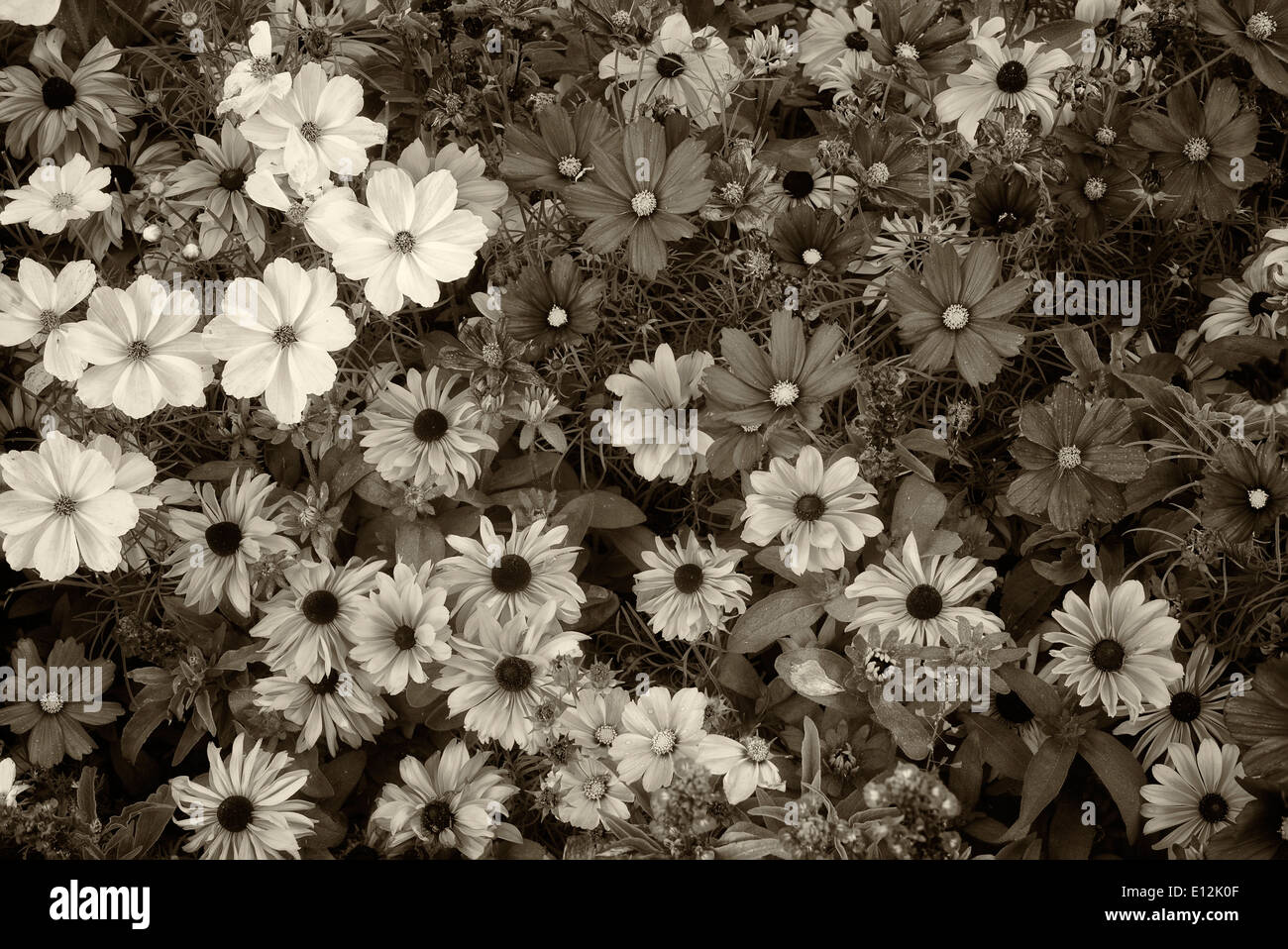 Mixed flowers. Vail, Colorado Stock Photo - Alamy