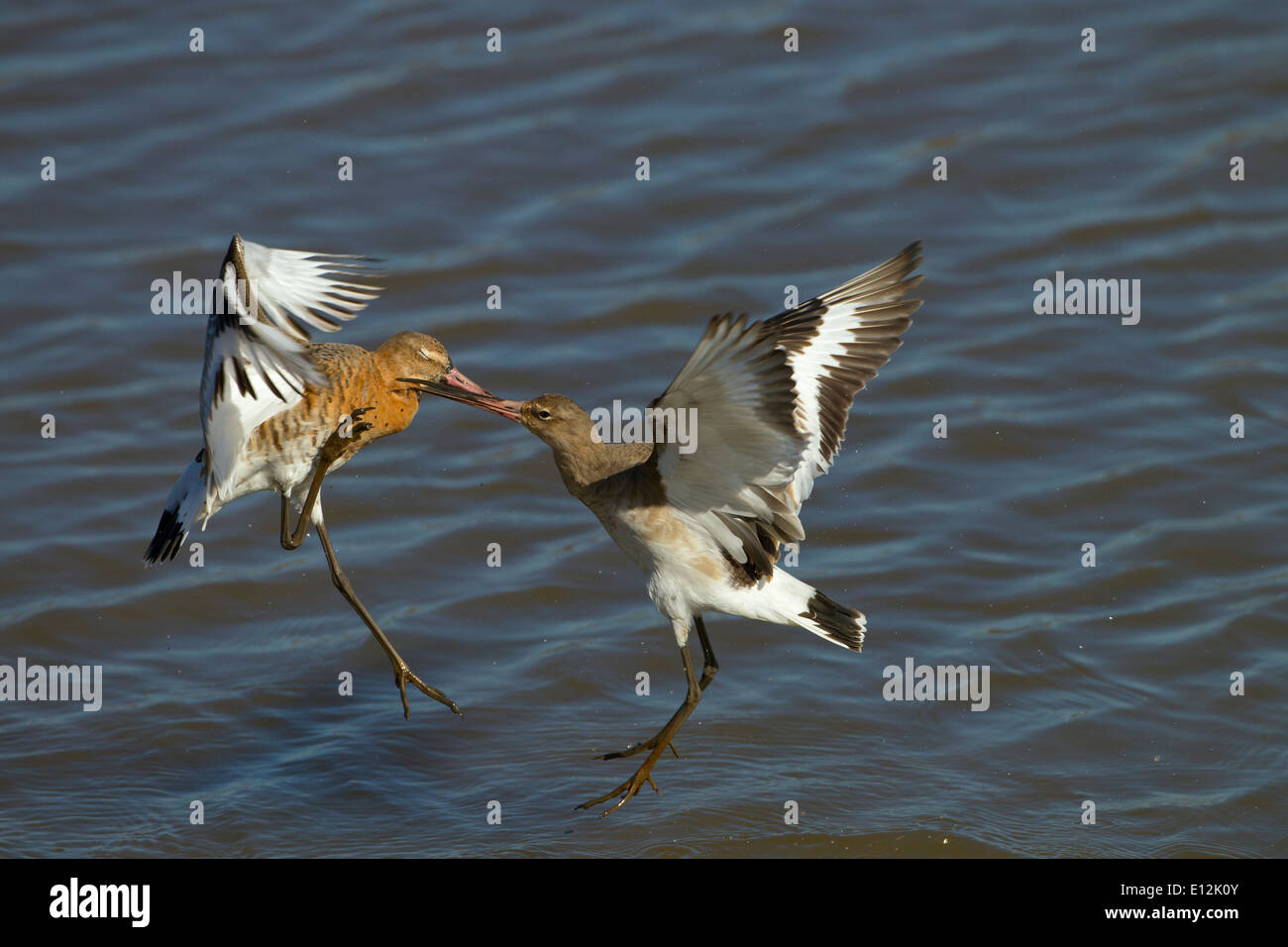 Black-tailed Godwits Limosa limosa Immature birds fighting over feeding ...