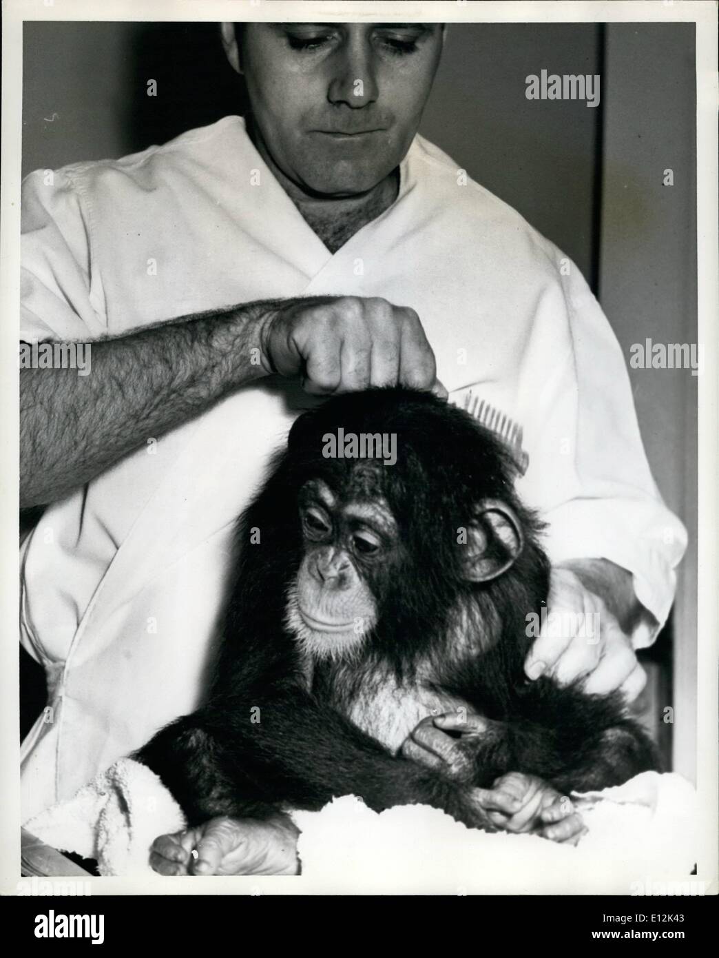 Feb. 24, 2012 - Hospital attendant James Coder calms down the chimp ...