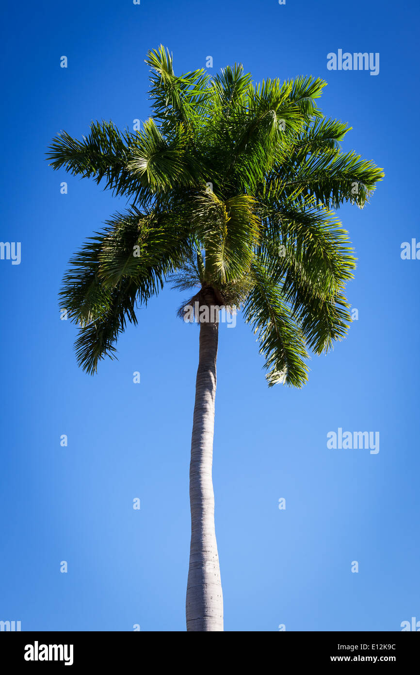 Coco palm tree against blue sky hi-res stock photography and images - Alamy