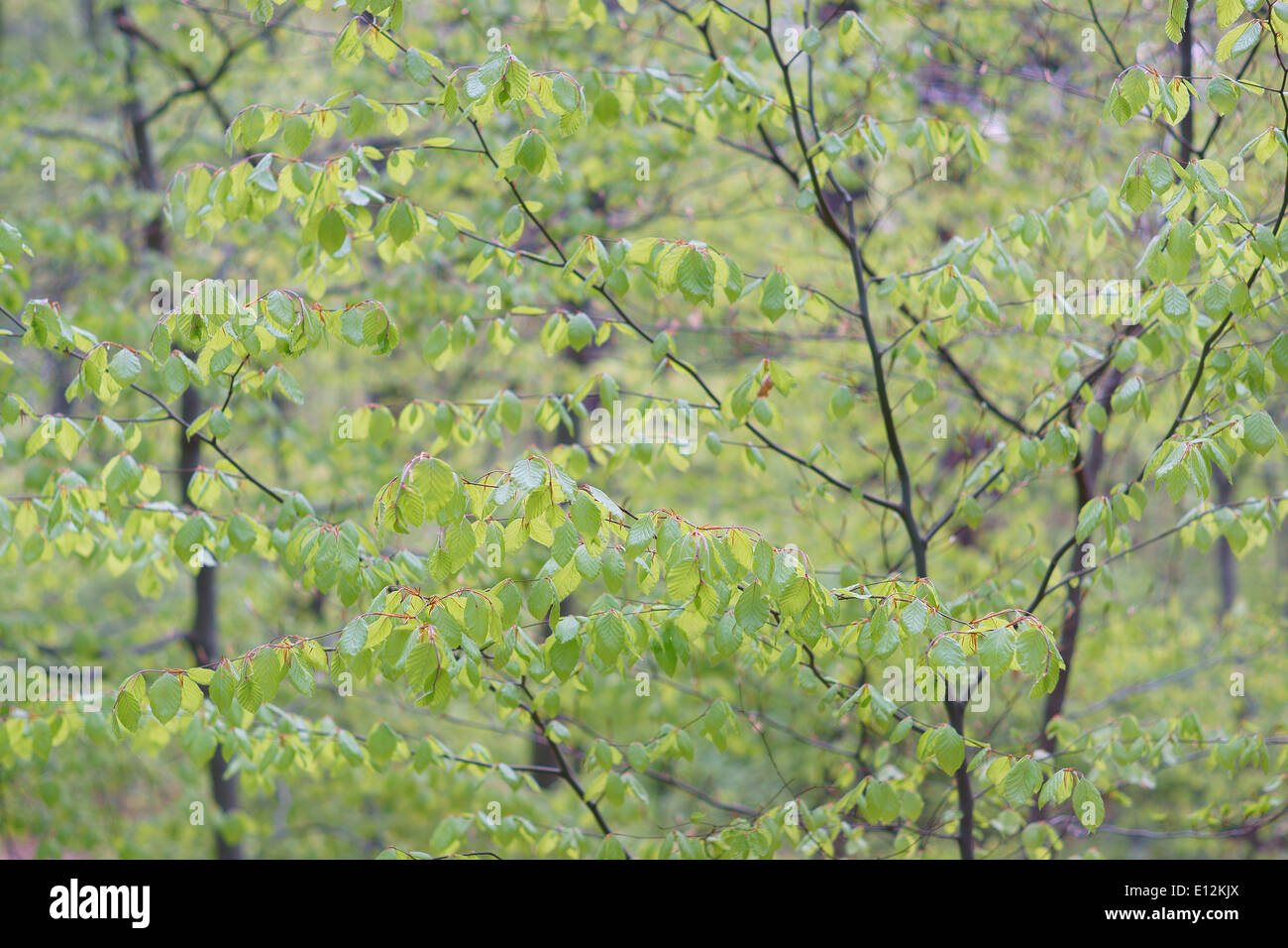 Beechs tree fresh green spring leaves Fagus sylvatica Stock Photo - Alamy