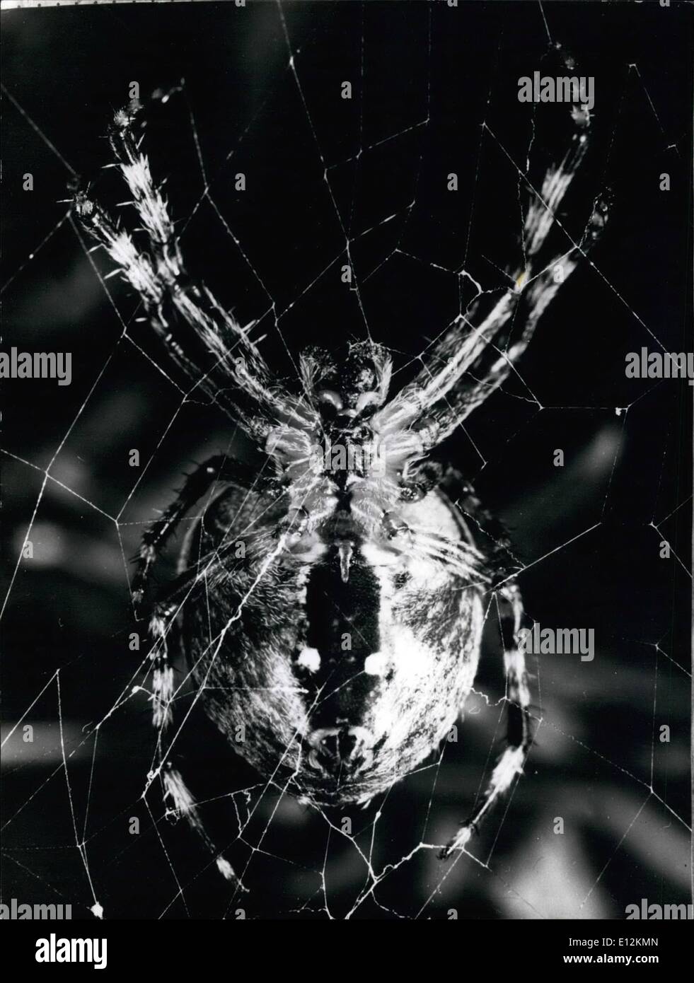 Feb. 24, 2012 - The spider is mending its web after his kill.: the fine ...