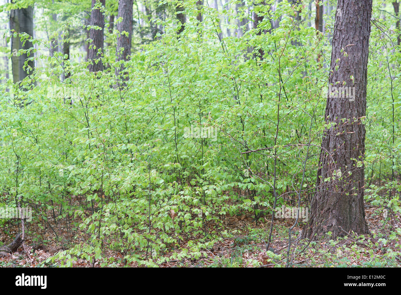 Beechs tree fresh green spring leaves Fagus sylvatica Stock Photo - Alamy