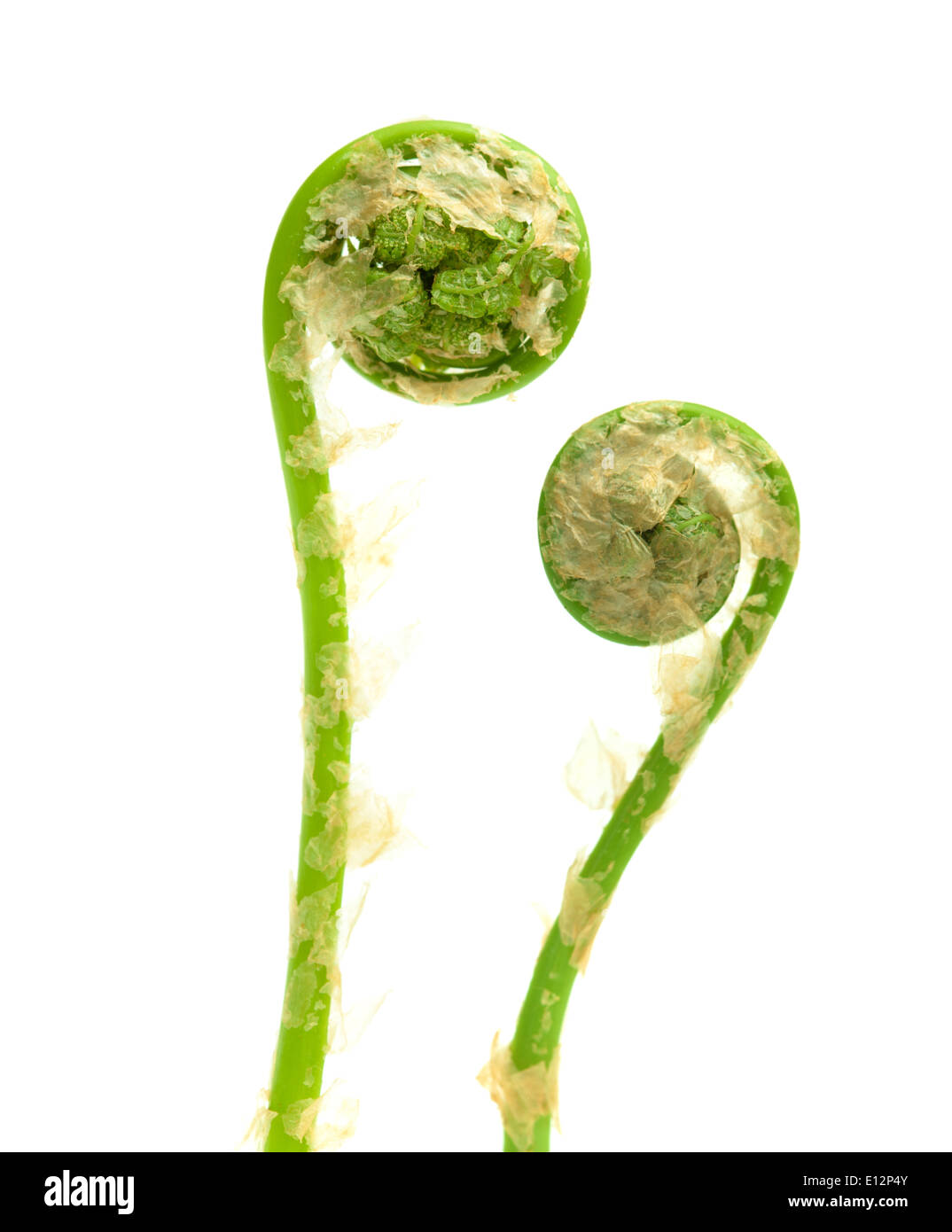 Leaf unfolding hi-res stock photography and images - Alamy