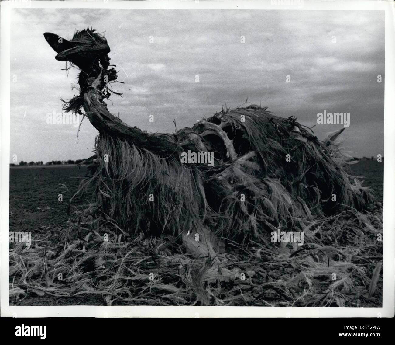 Dead emu High Resolution Stock Photography and Images - Alamy