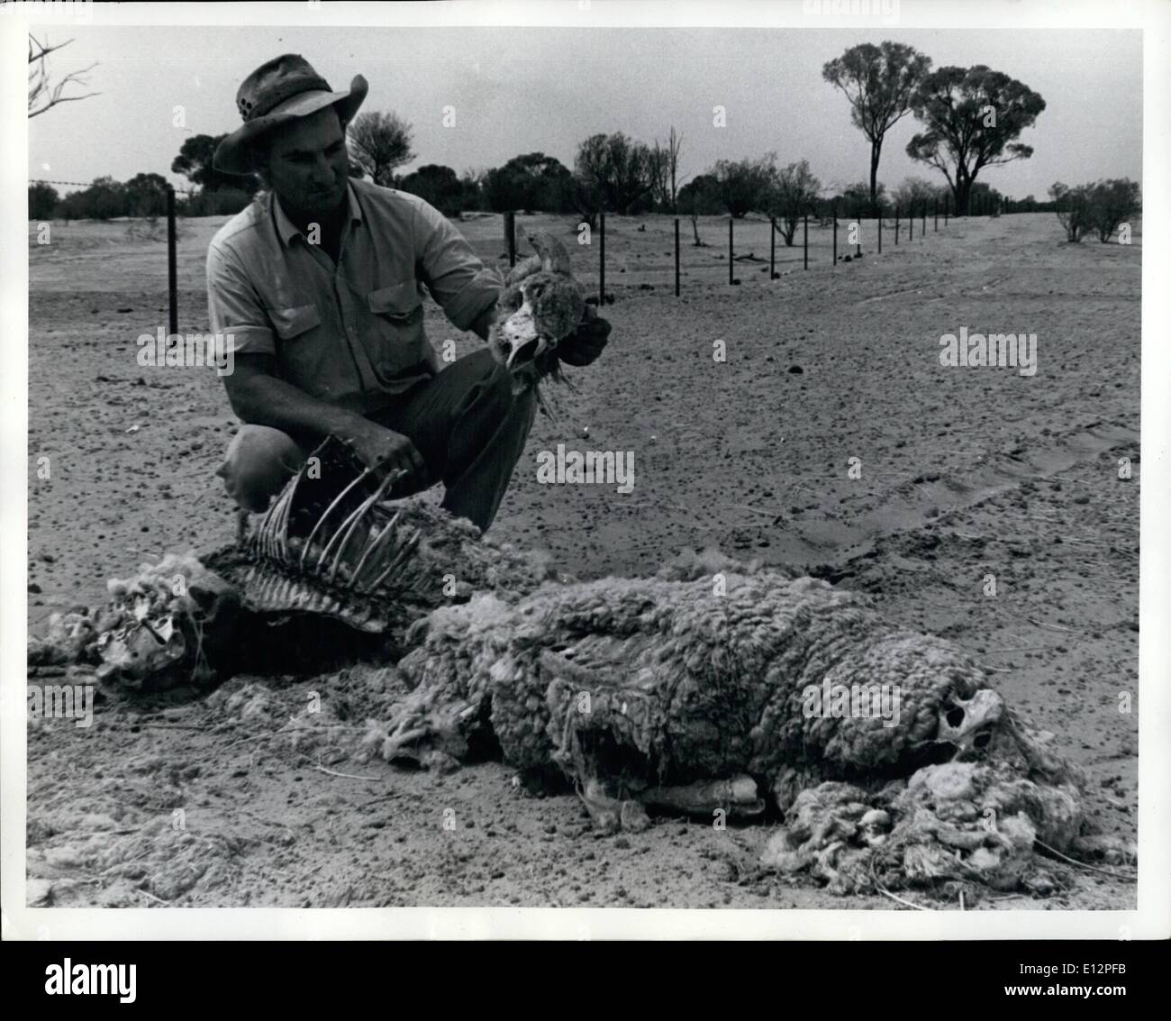 Dead sheep hi-res stock photography and images - Alamy