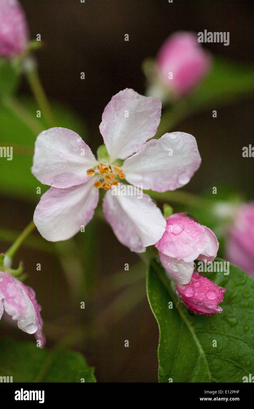 Anna rain hi-res stock photography and images - Alamy