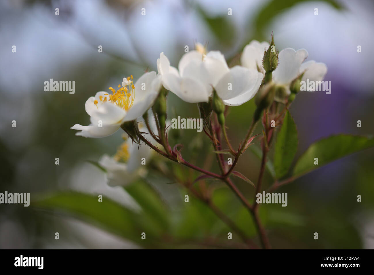 Darlow's Enigma roses in a garden Stock Photo - Alamy