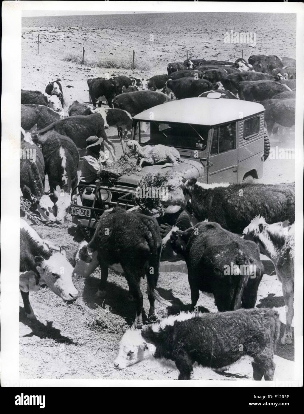 Drought cattle hi-res stock photography and images - Alamy