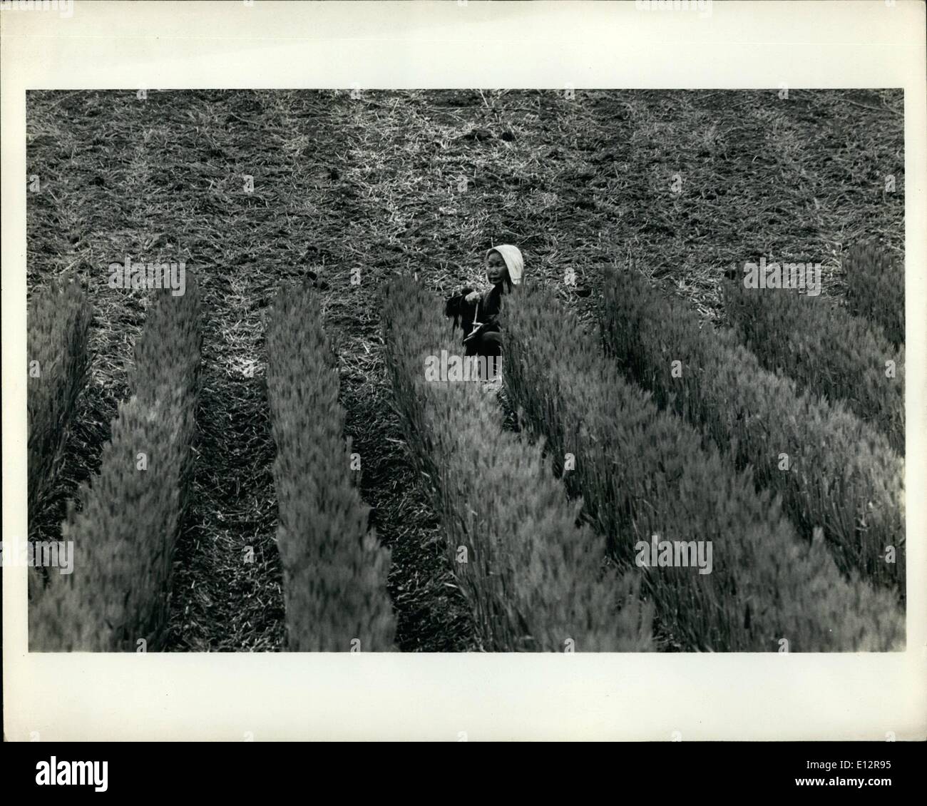 Yamano hi-res stock photography and images - Alamy