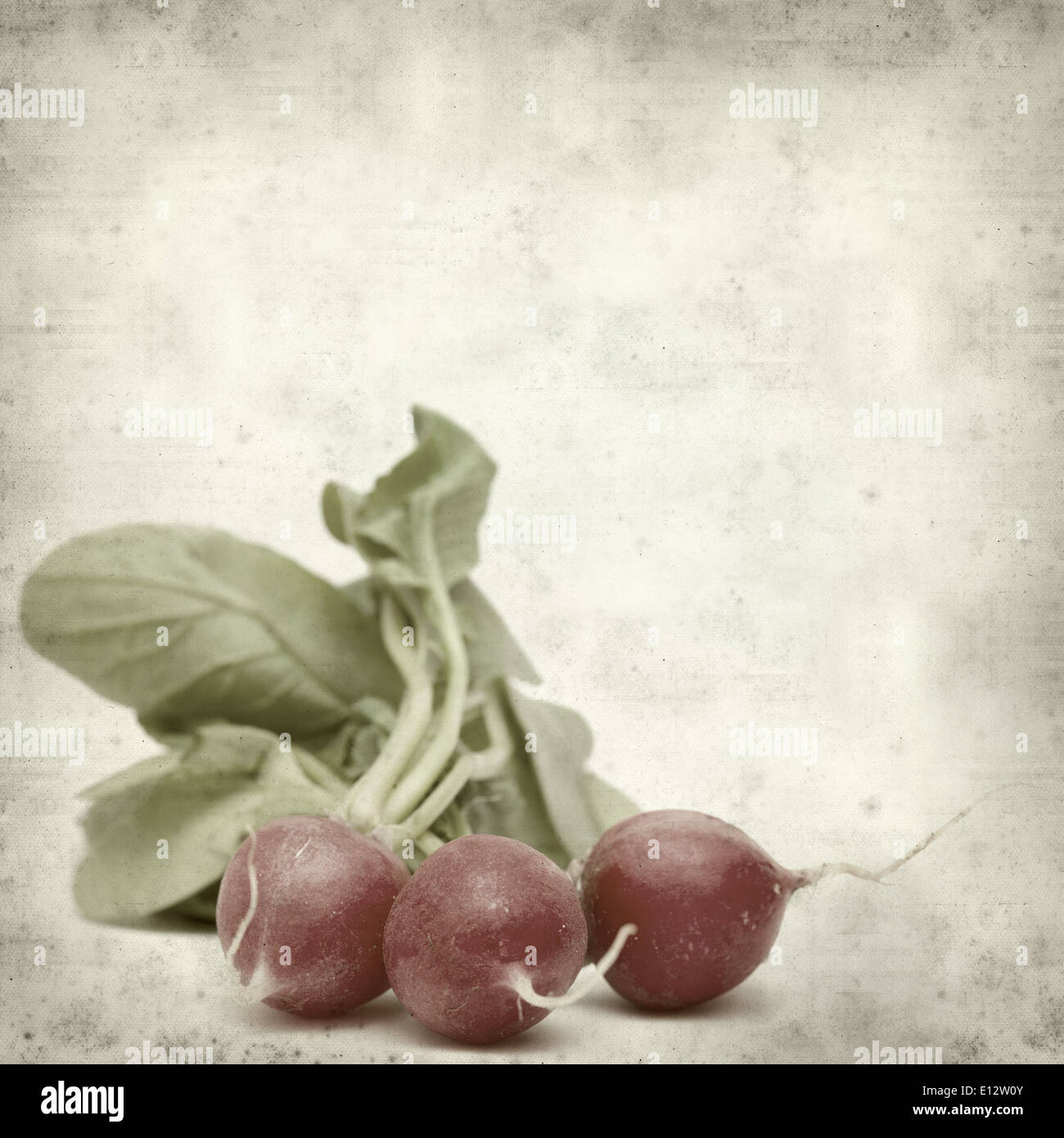 textured old paper background with radish Stock Photo - Alamy