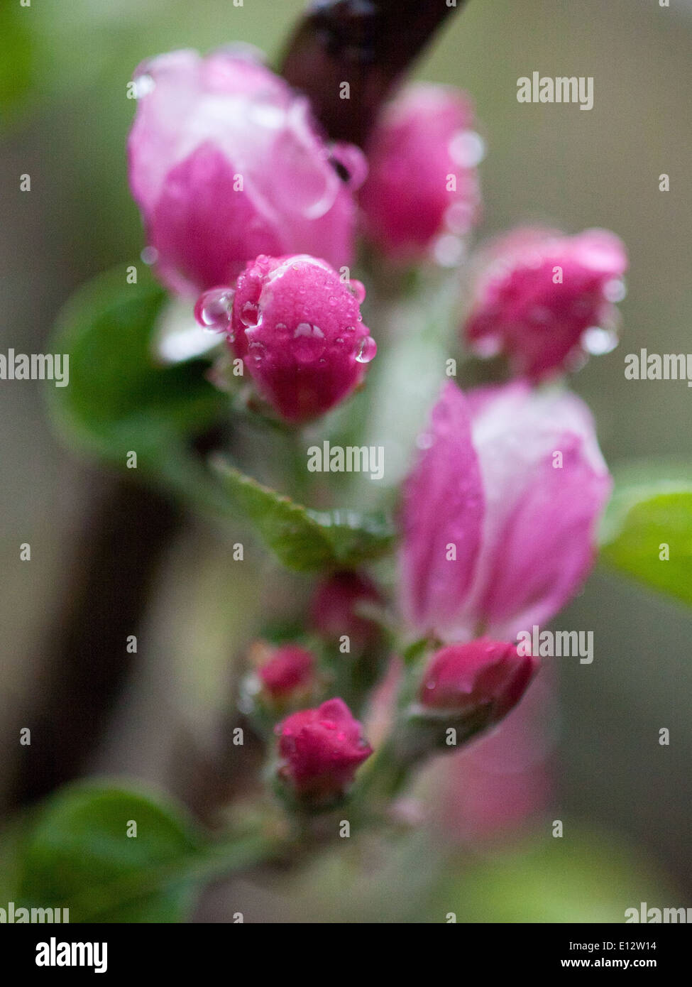 Anna rain hi-res stock photography and images - Alamy
